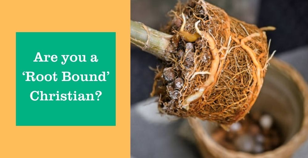 Root Bound Plants - by Marilyn Ehle