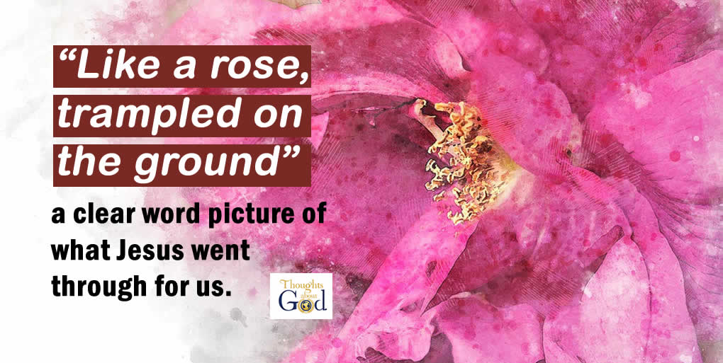 A Trampled Rose - Thoughts about Jesus' Sacrifice by Katherine Kehler