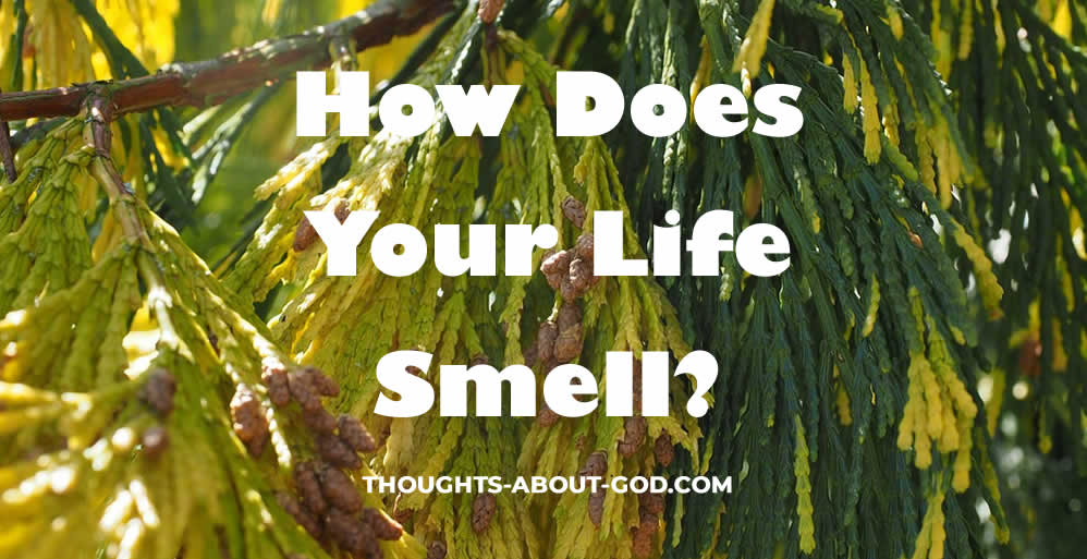 How Does Your Life Smell? - A Devotional by Bradley Stubbs